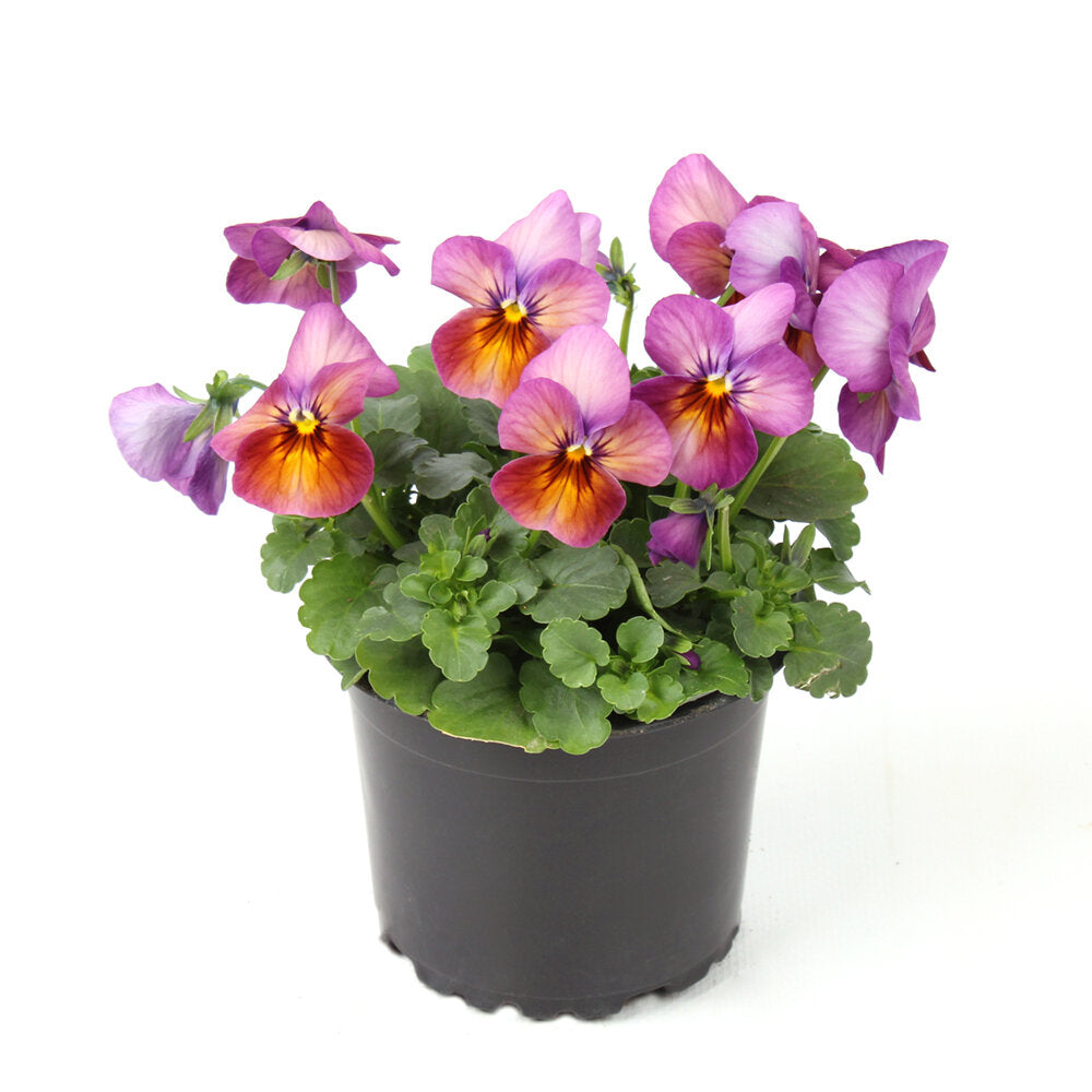 Viola Cornuta Pink Plum - 12 stuks – Bloem & Tuin