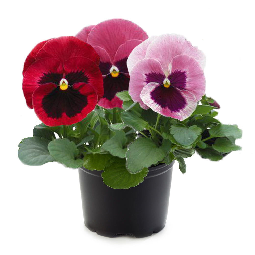 Viola F1 Pink Shades - 12 stuks – Bloem & Tuin