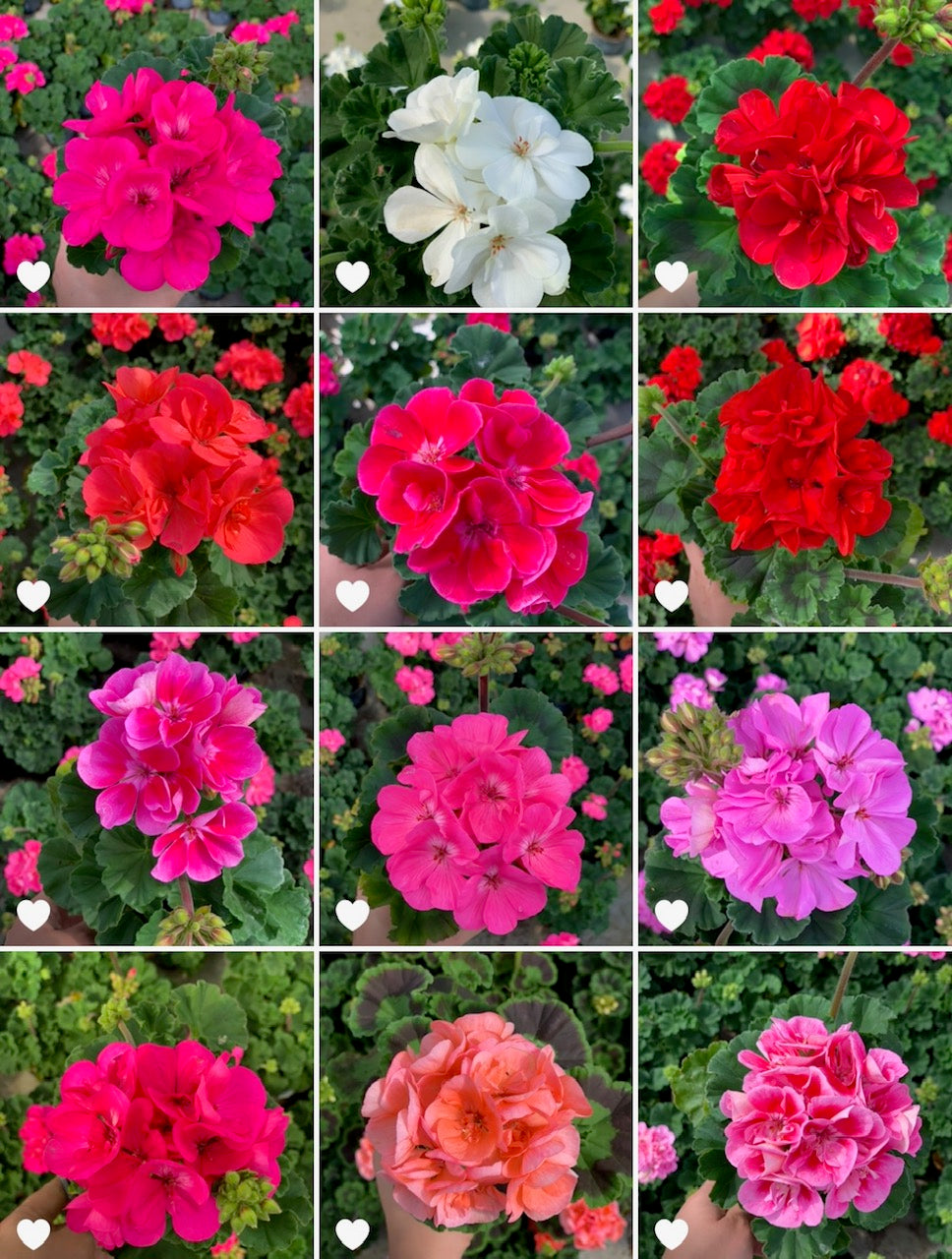Geranium - Diverse kleuren – Bloem & Tuin