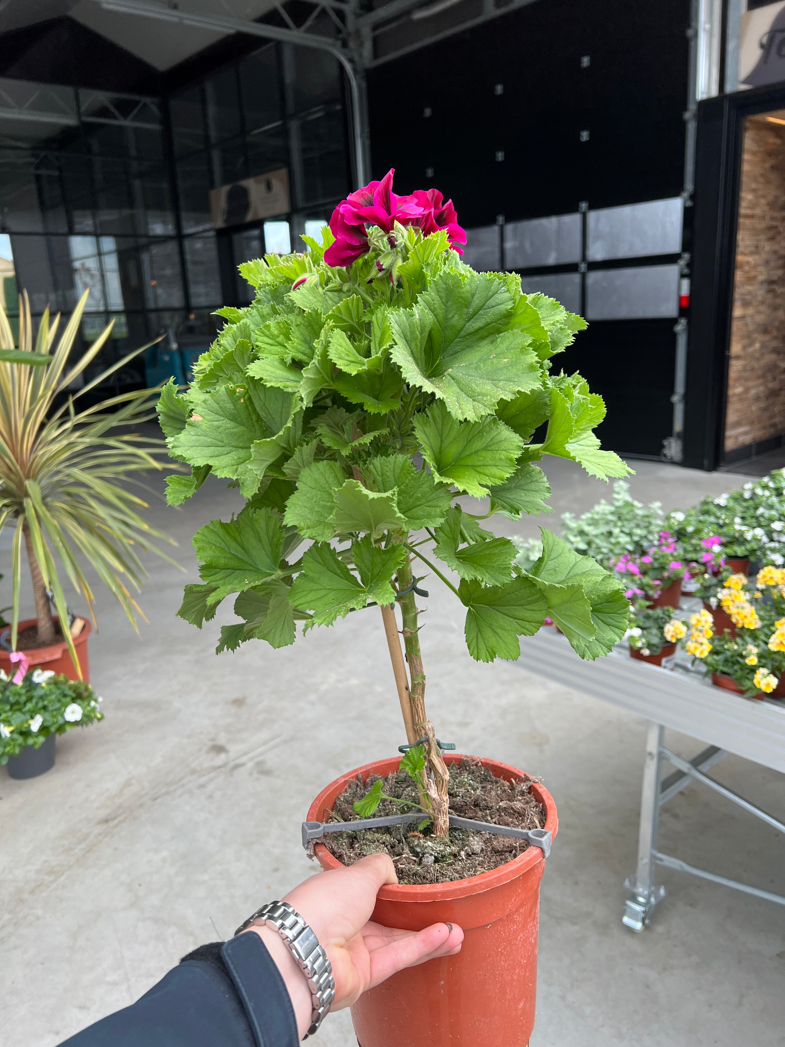 Geranium op stam – Bloem & Tuin